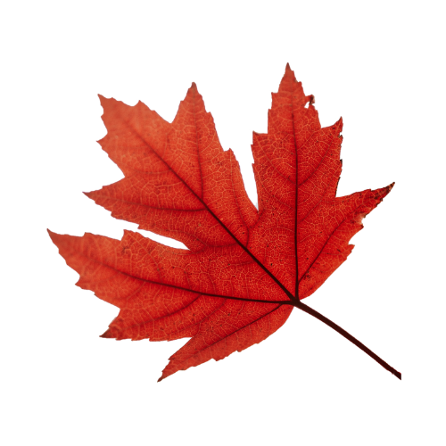 Natural Body and skin product with chemical free ingredients – A Wright Creation